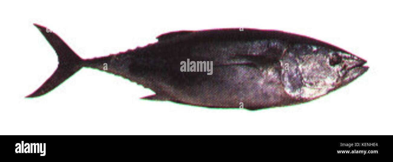 Commercial tuna fishing Cut Out Stock Images & Pictures - Alamy