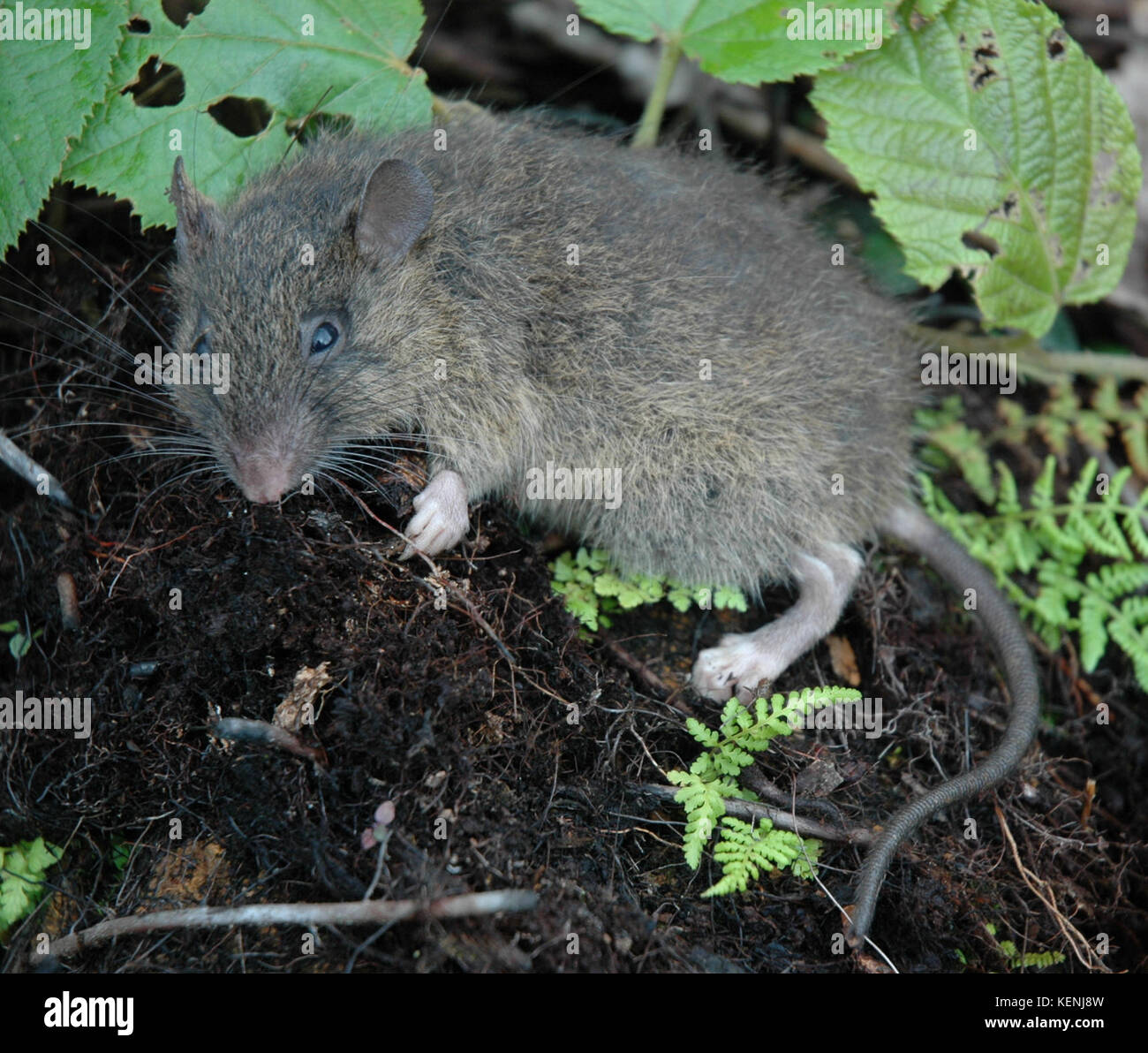 Philippine forest rat hi-res stock photography and images - Alamy