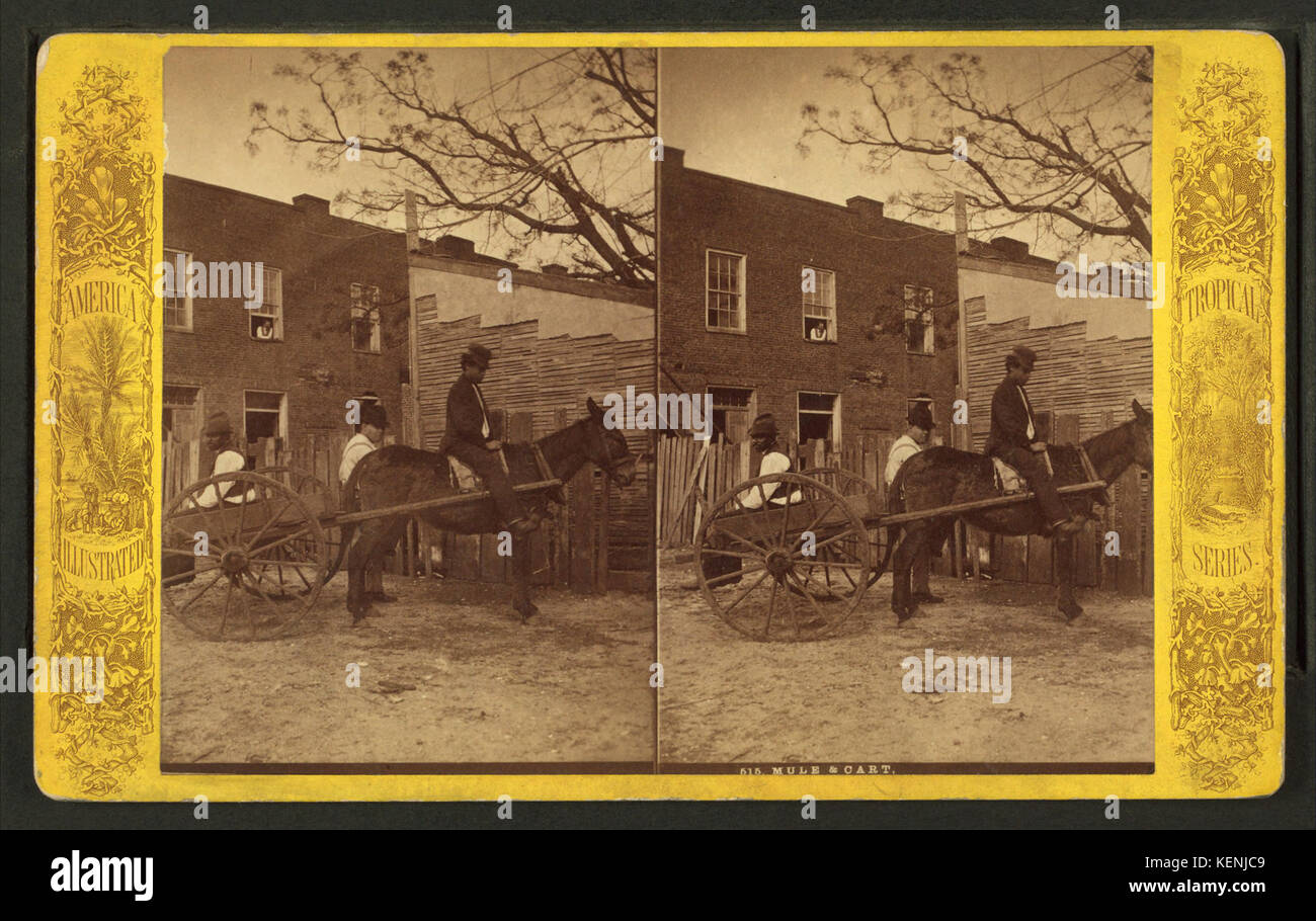 Mule cart, from Robert N. Dennis collection of stereoscopic views Stock ...
