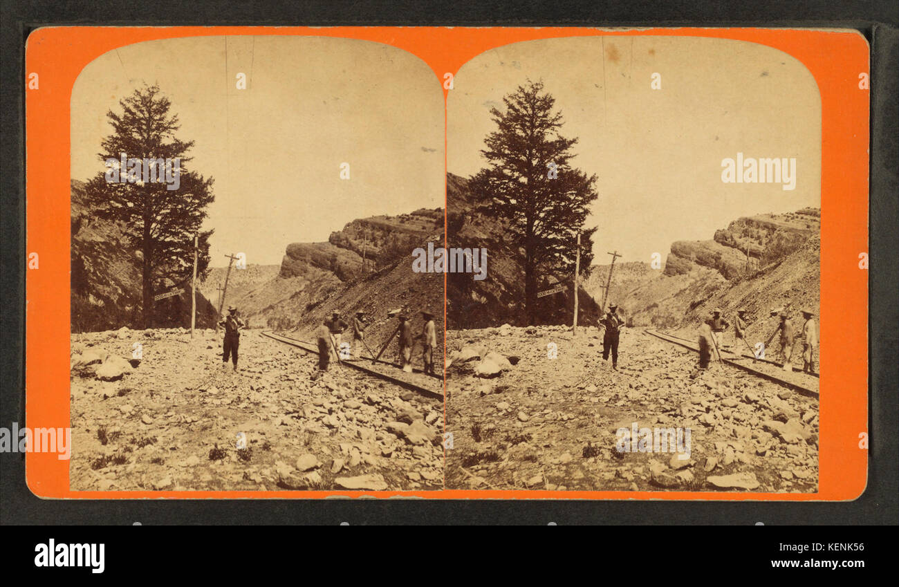 Thousand mile tree hi-res stock photography and images - Alamy