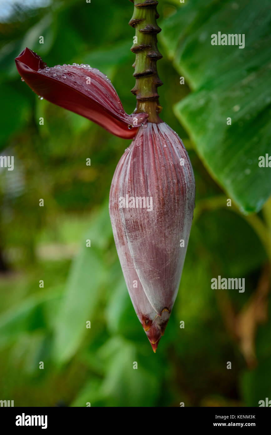 Banana tree island hi-res stock photography and images - Alamy