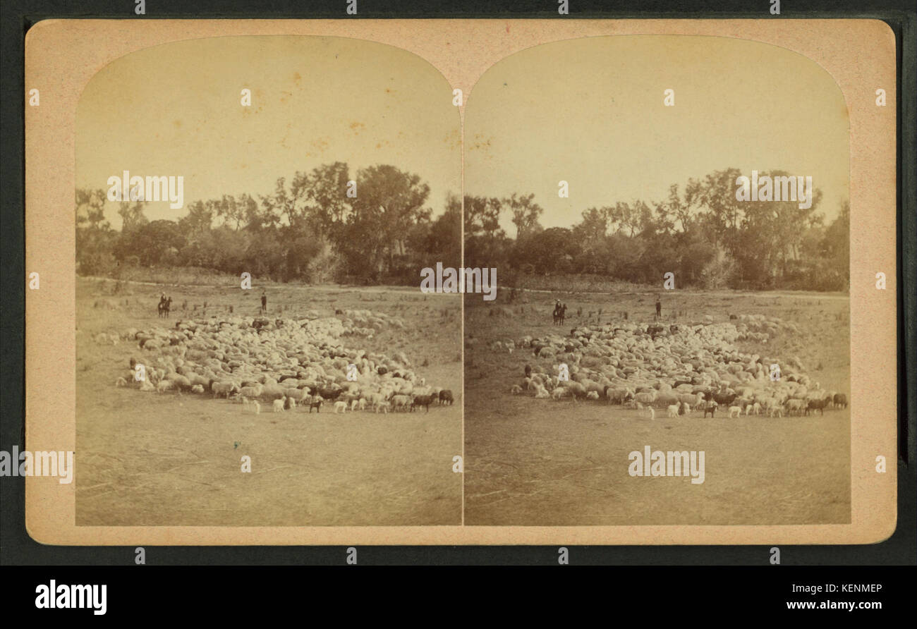 Sheep herding, by Conklin & Kleckner Stock Photo - Alamy