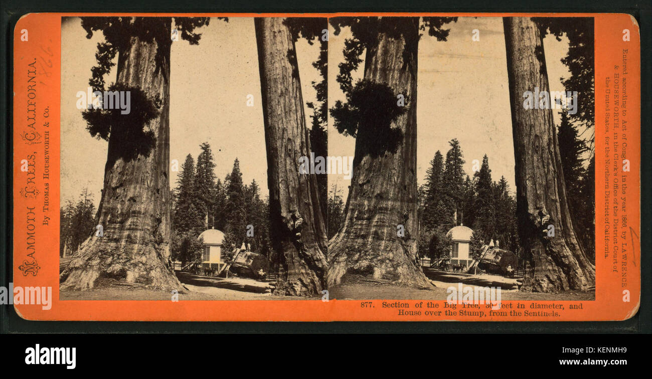 Section of the Big Tree, 30 feet in diameter, and House over the Stump ...