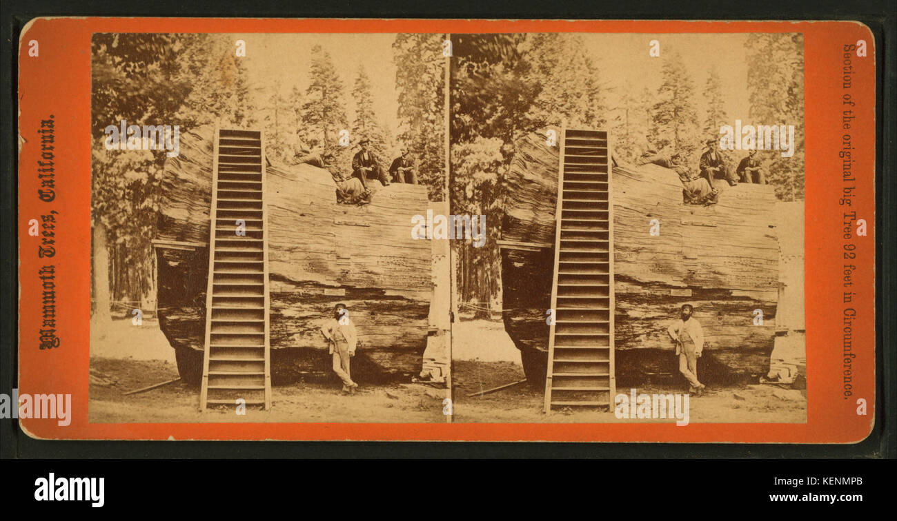 Section of the original big Tree, 92 feet in Circumference, by E. & H.T ...