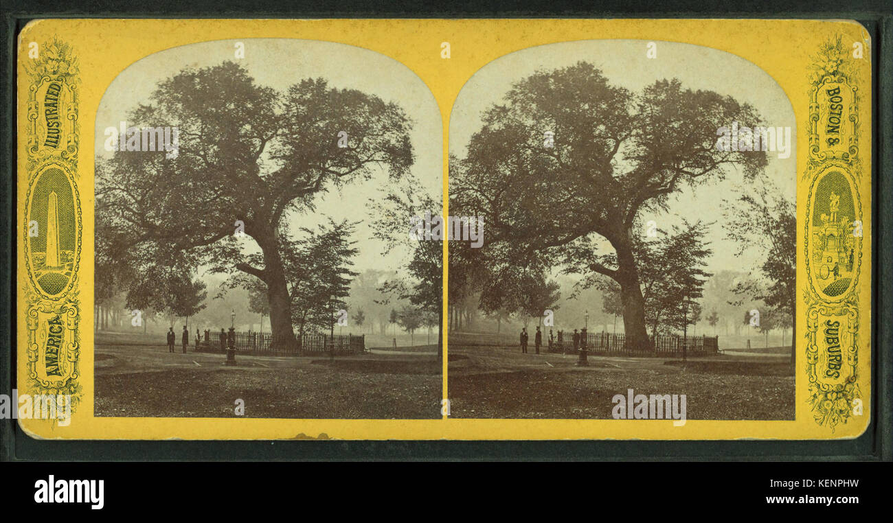 Old elm boston common hi-res stock photography and images - Alamy
