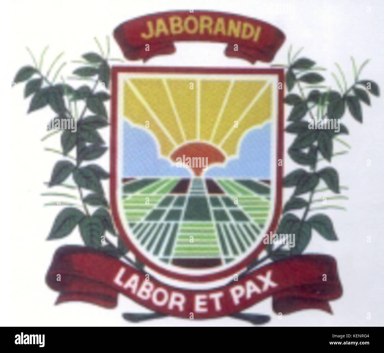 Jaborandi hi-res stock photography and images - Alamy