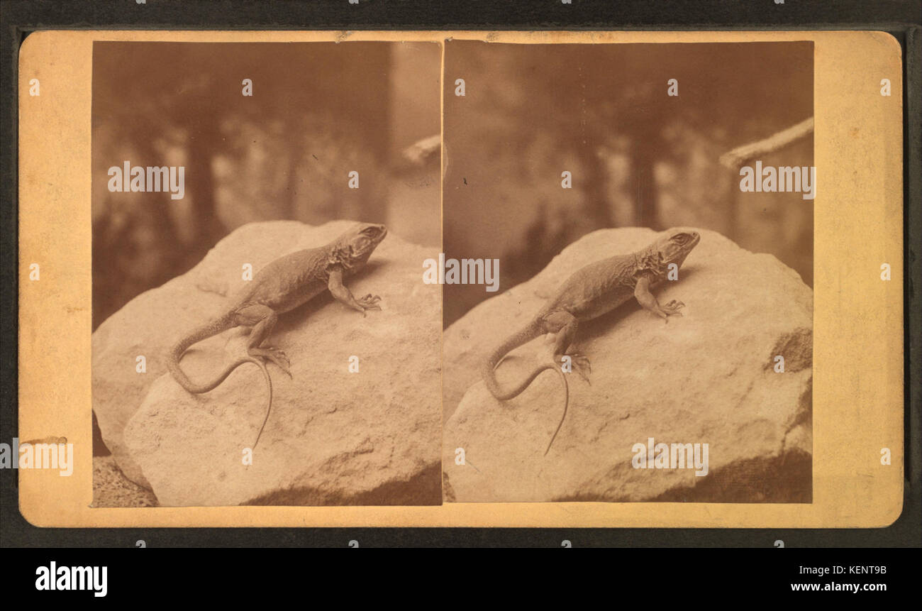 Whip tailed lizard, by Wittick, Ben, 1845 1903 Stock Photo - Alamy