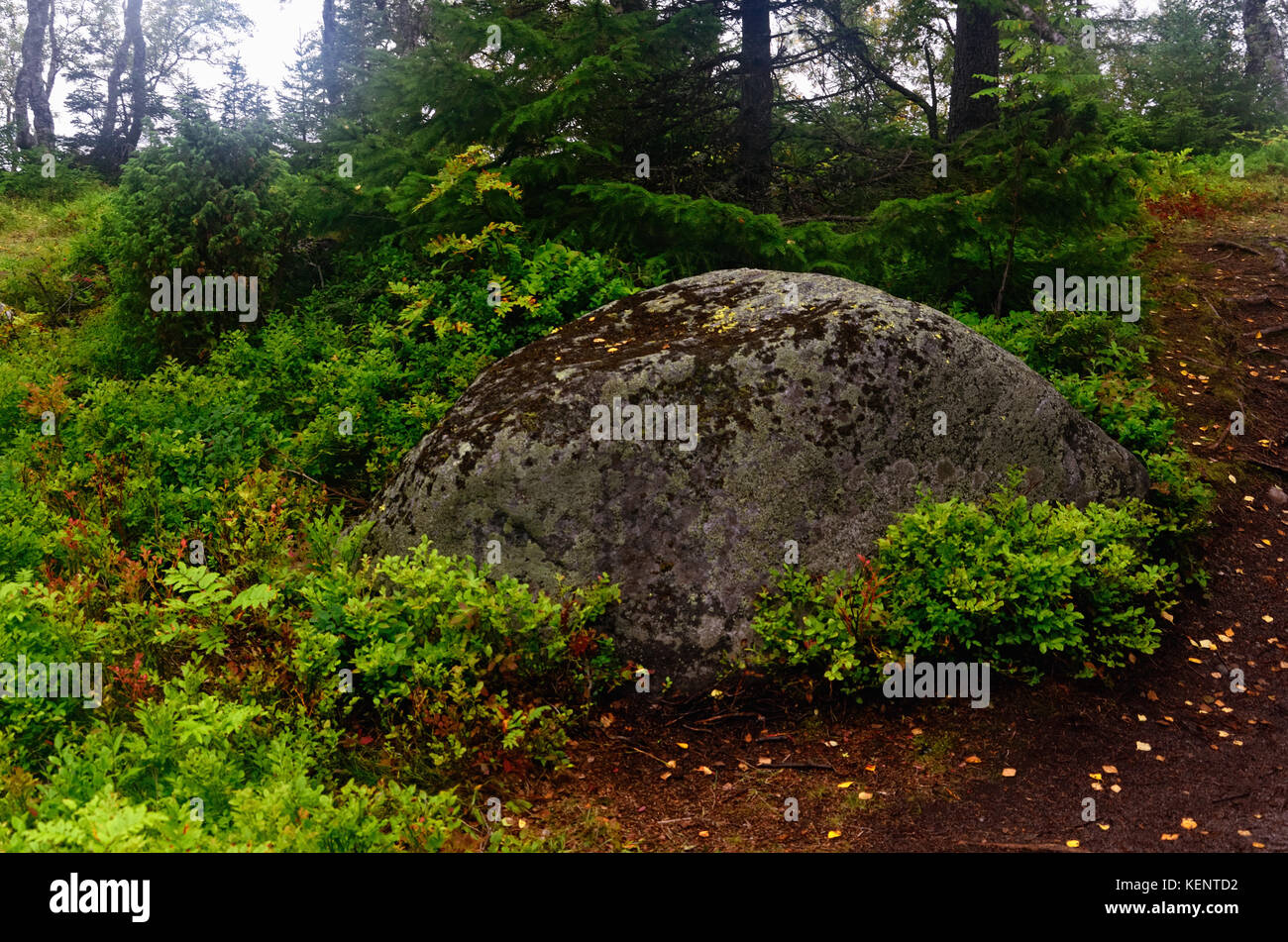 Big Stone Covered with Moss in the Northern Forest on Solovki Islands ...