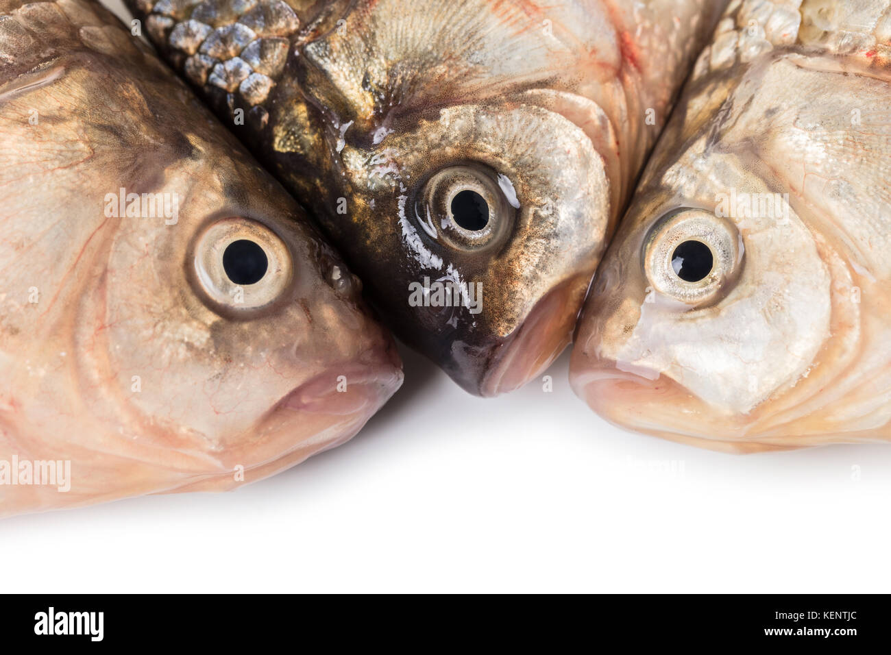 Carp head hi-res stock photography and images - Alamy