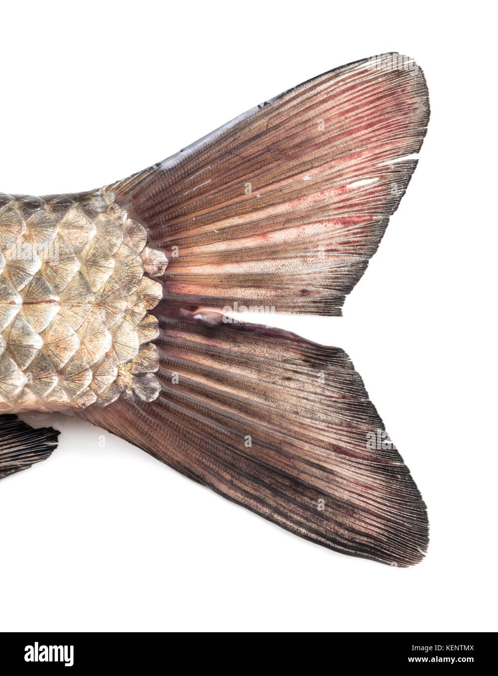 raw tail of crucian carp close-up on white background Stock Photo - Alamy