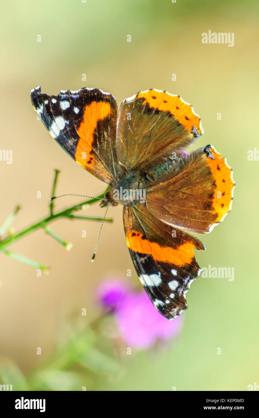 October butterfly uk hi-res stock photography and images - Alamy
