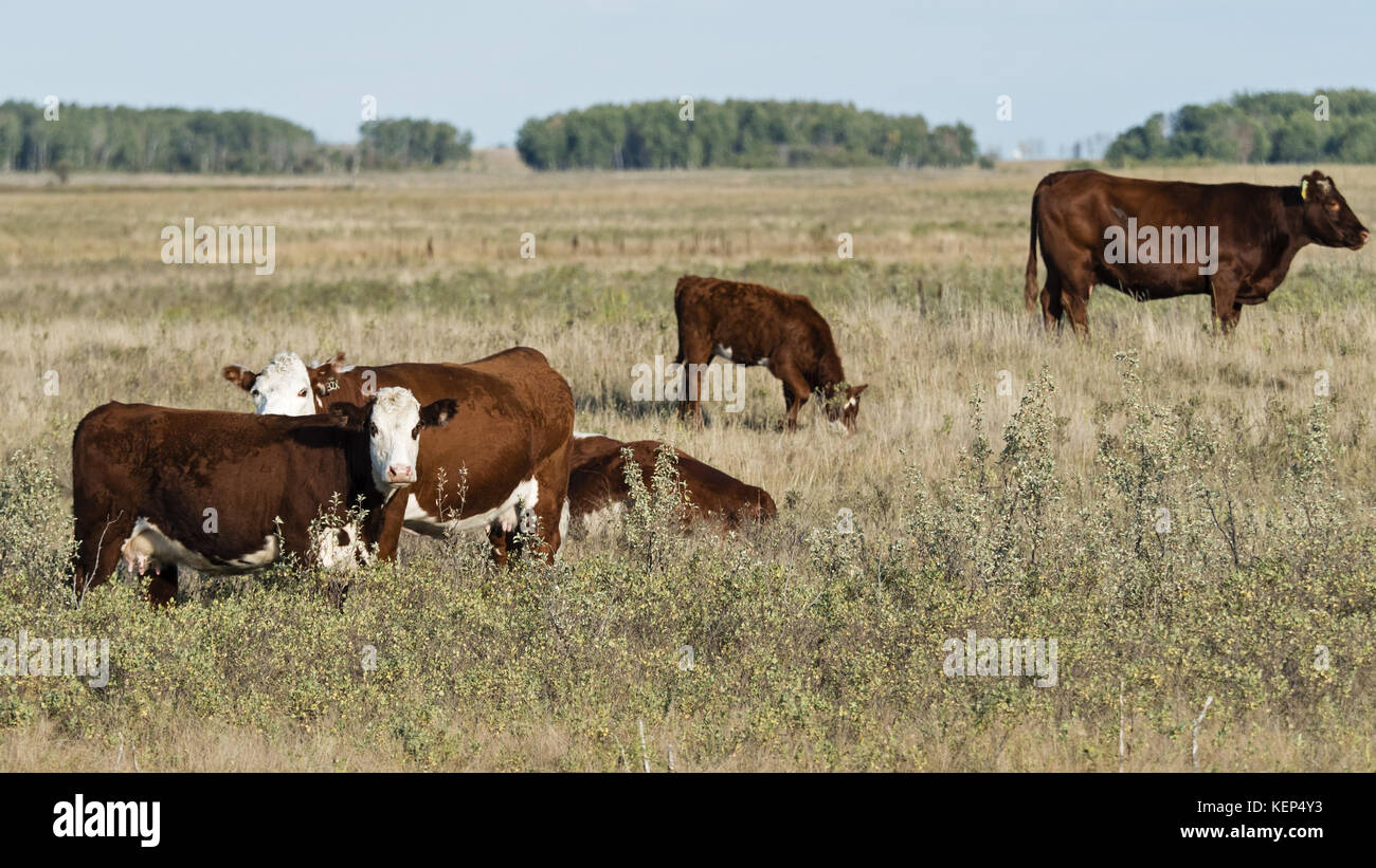 Stanley hirsch hi-res stock photography and images - Alamy