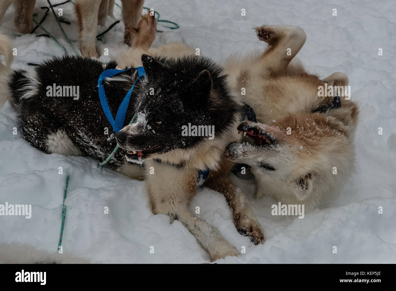 Inukjuak, Nunavik, Quebec, Canada. 31st Mar, 2017. Husky dogs are seen ...