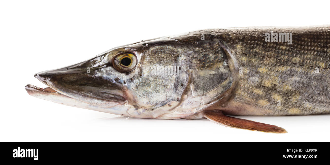 Pike fish hi-res stock photography and images - Alamy