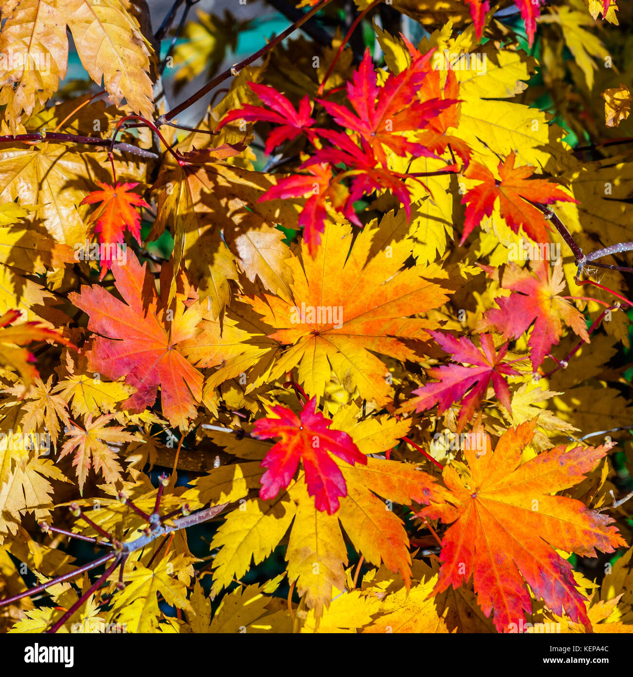 Colorful leaves of a Japanese maple tree in golden autumn season Stock ...