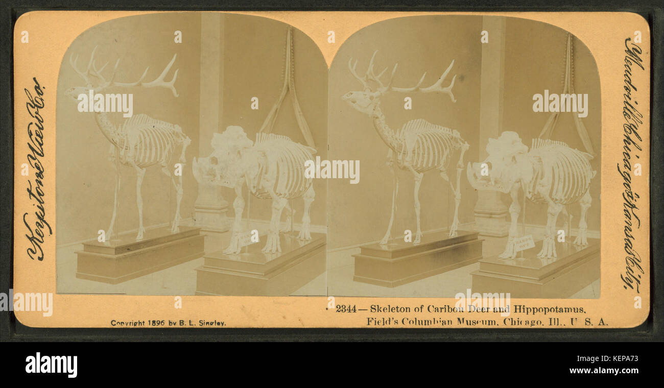 Skeleton of Caribou deer and hippopotamus. Field's Columbian Museum ...