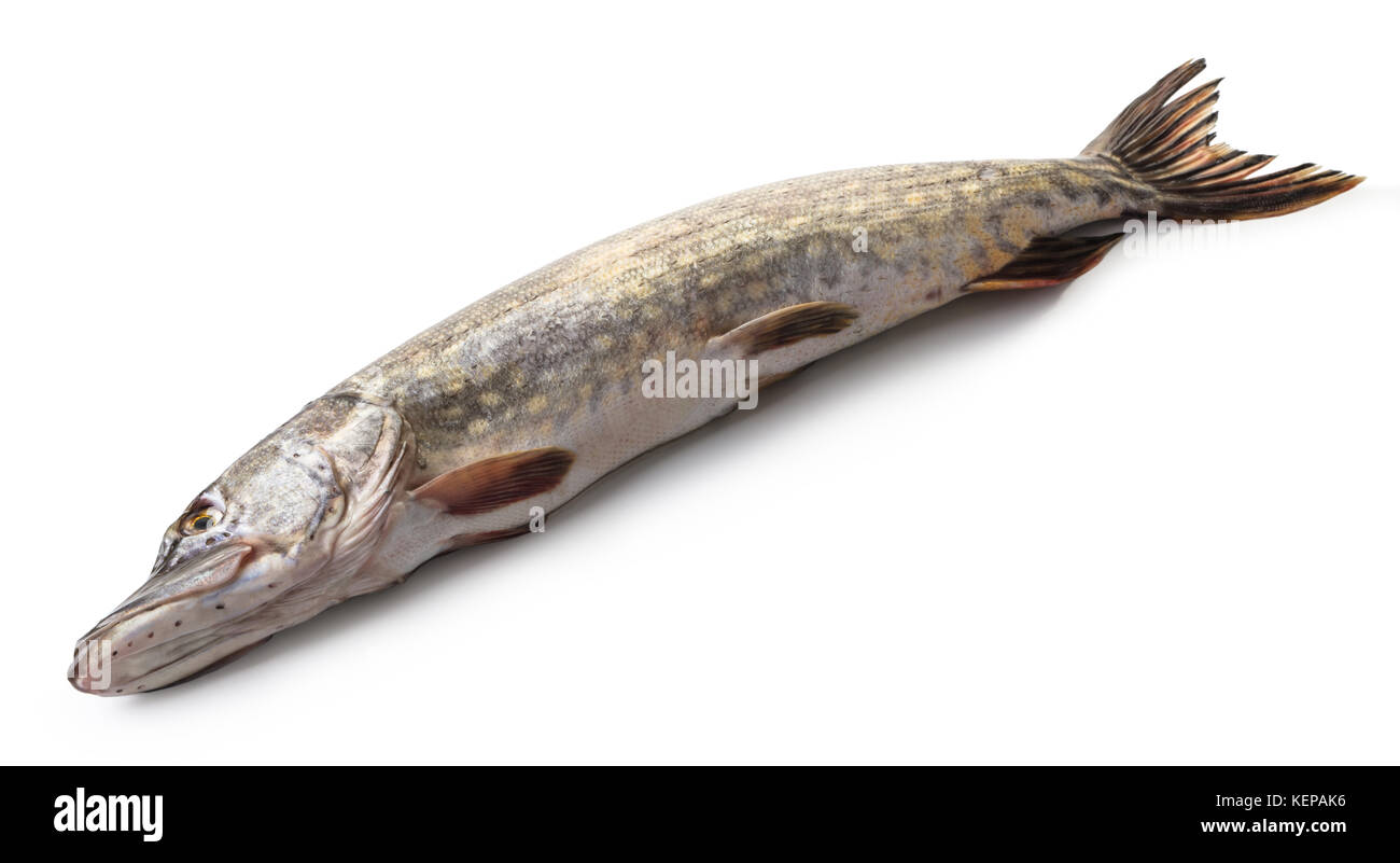 raw pike fish on white isolated background Stock Photo - Alamy