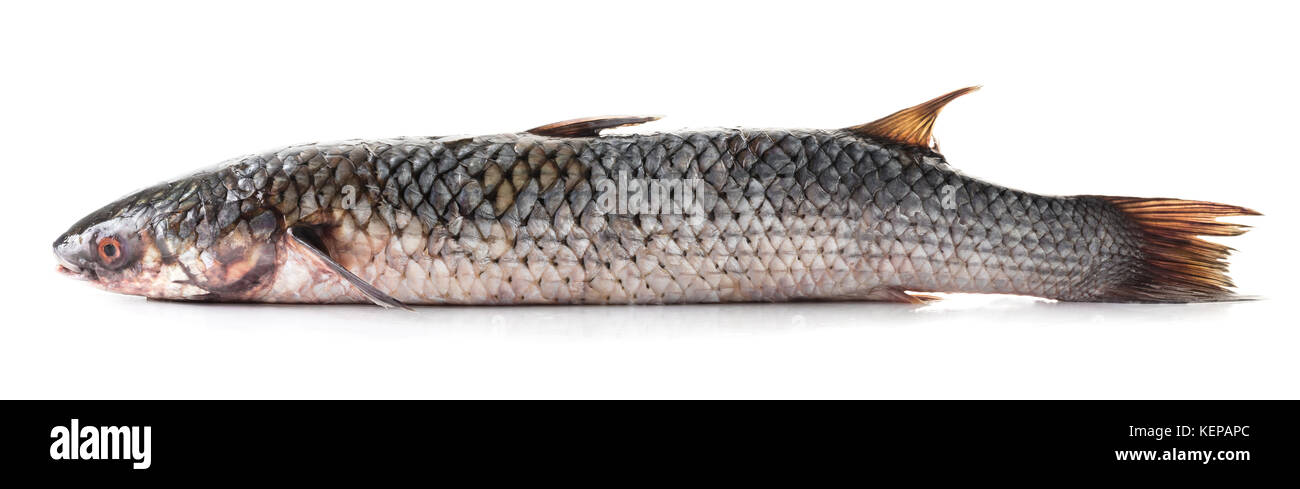 raw fish bearing on white isolated background Stock Photo - Alamy