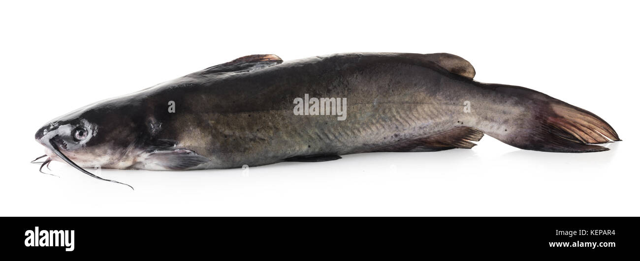 raw catfish close-up on white isolated background Stock Photo - Alamy