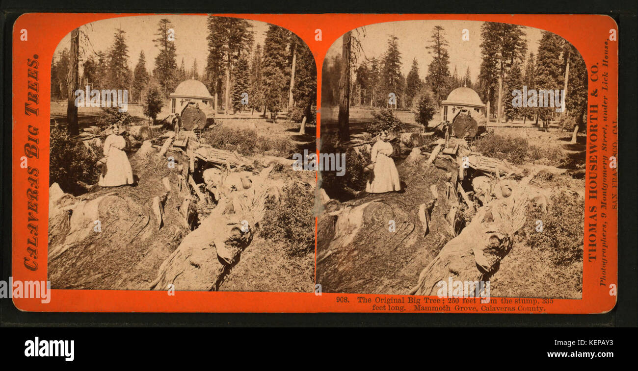 The Original Big Tree ; 250 feet from the stump, 335 feet long, Mammoth ...