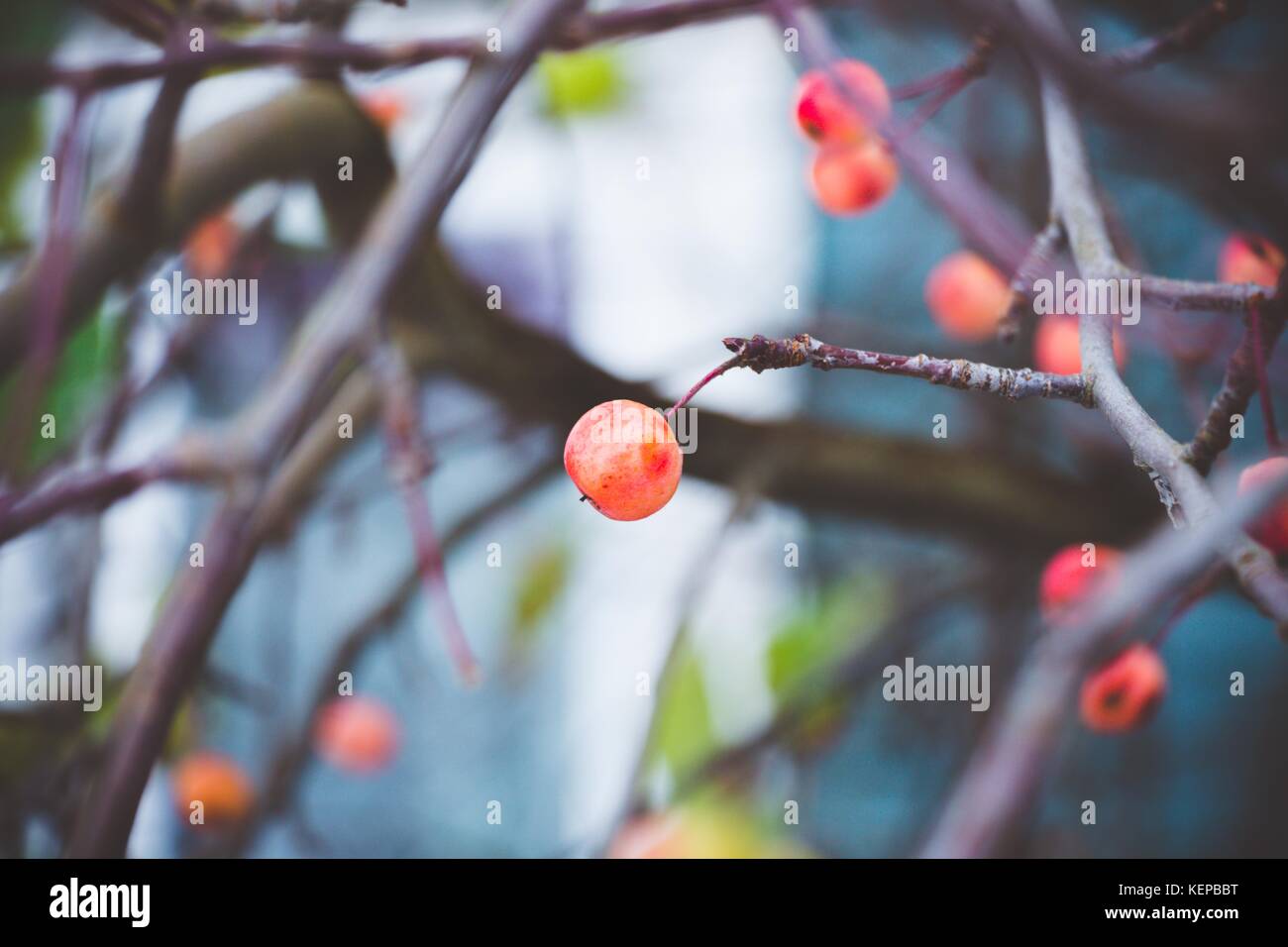 Ripe, red shade fruits of small plum, Chinese apples, on fallen trees ...