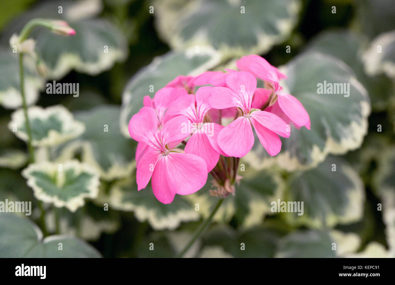Pelargonium flowers hi-res stock photography and images - Alamy