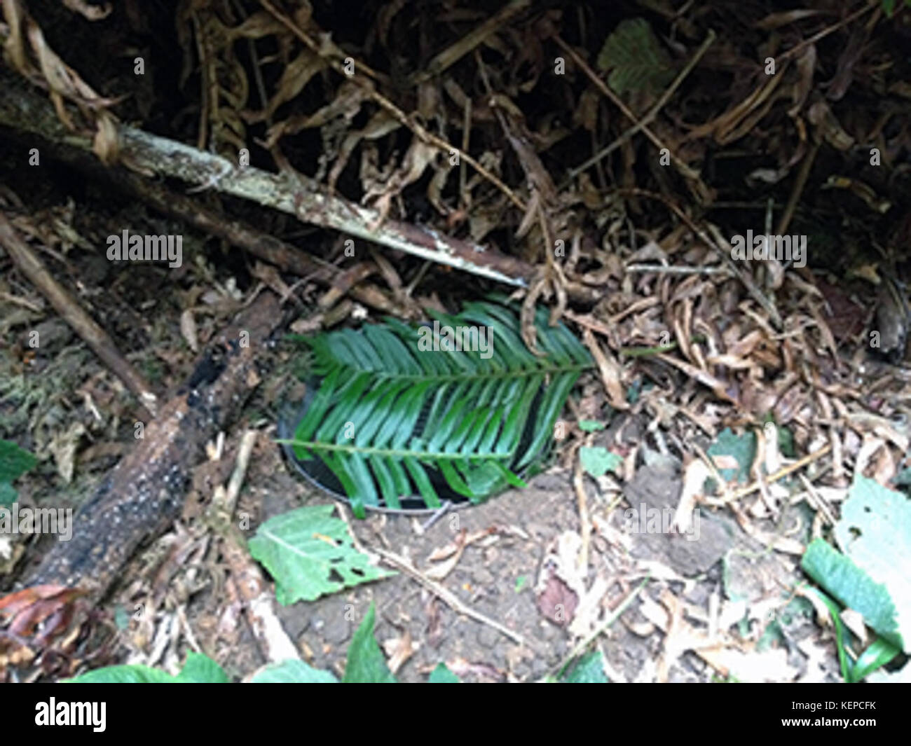 Pitfall trap illustration hi-res stock photography and images - Alamy
