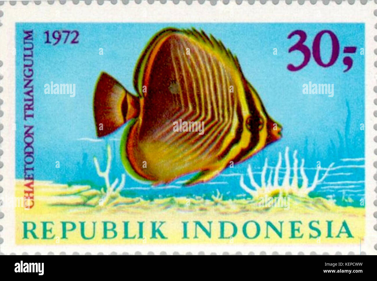 Chaetodon triangulum hi-res stock photography and images - Alamy