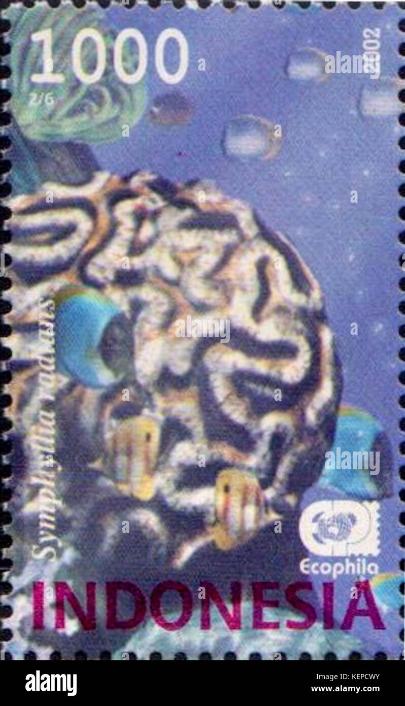 Symphyllia hi-res stock photography and images - Alamy