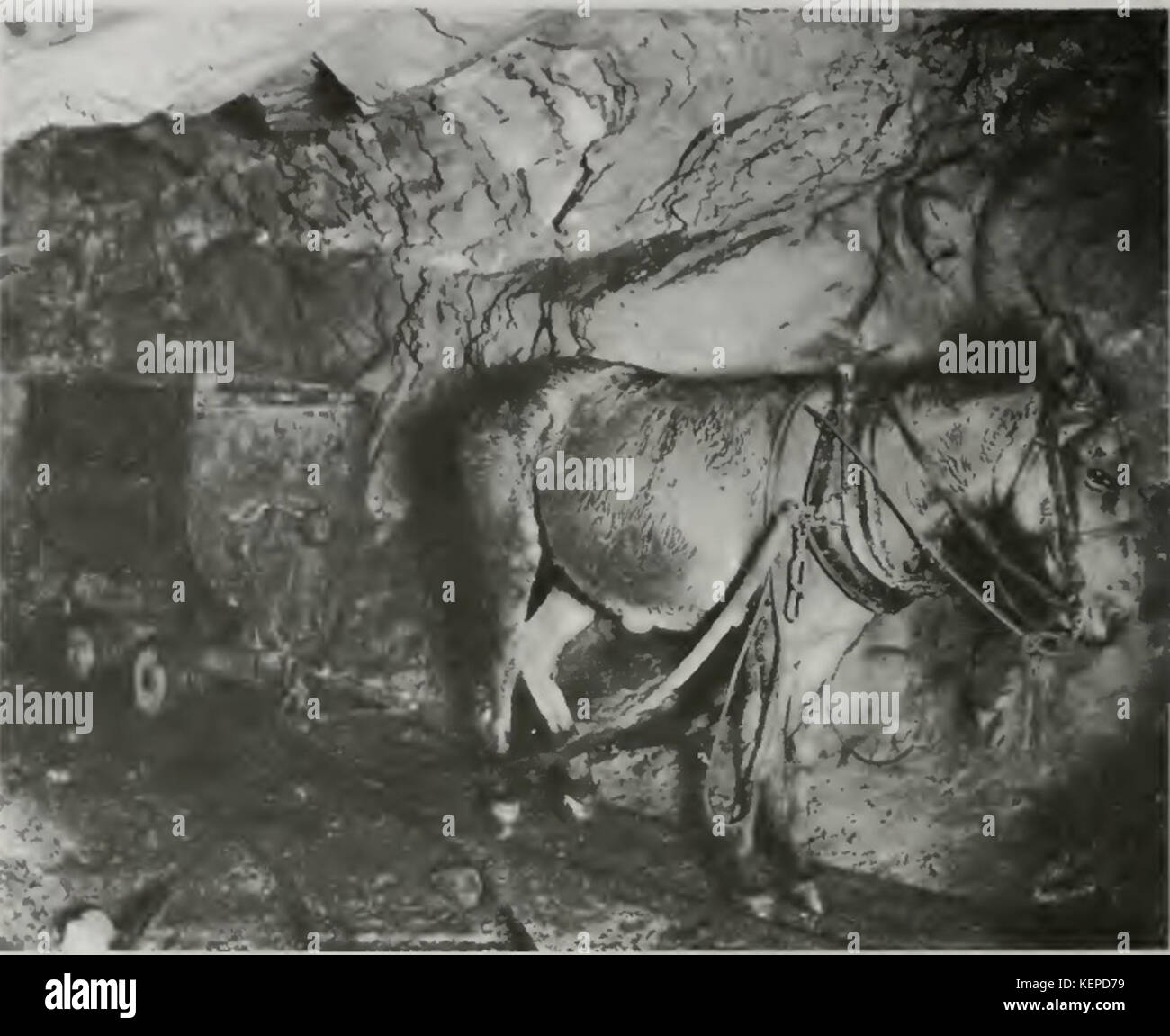 Mining mule hi-res stock photography and images - Alamy