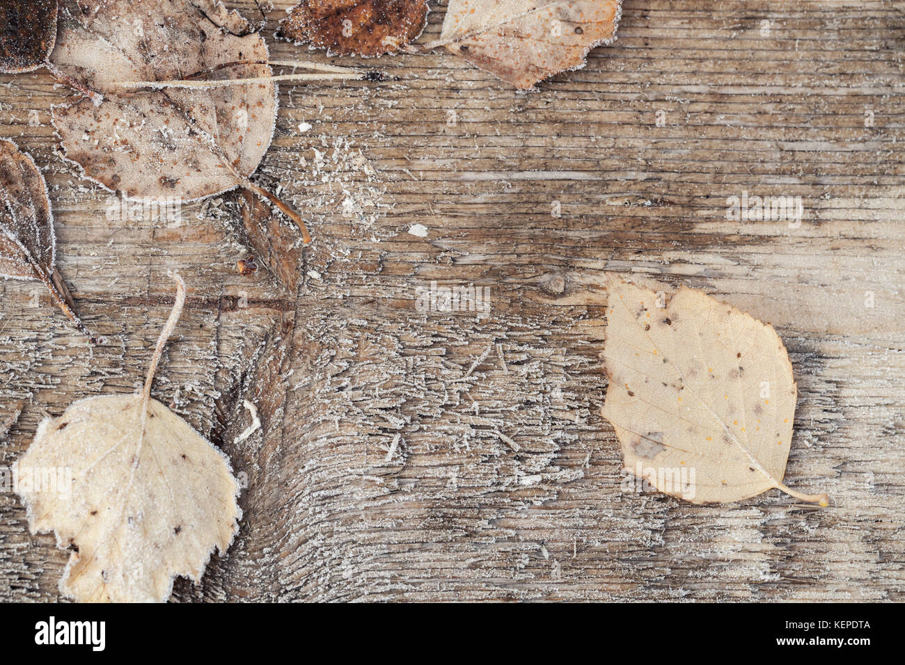 Fallen autumn leaves with frost lay on wooden desk, Early frosts ...