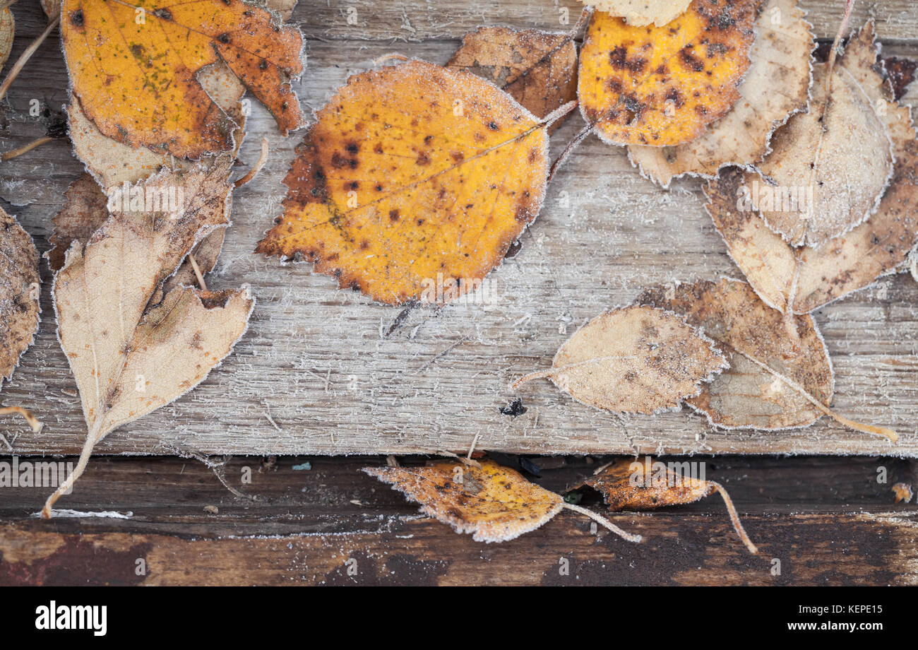 Fallen leaves with white frost lay on wooden desk. Early frosts ...
