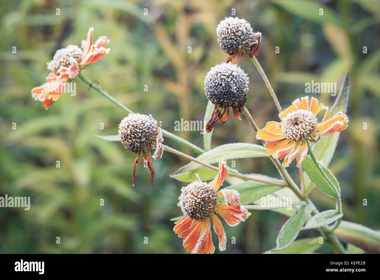 Early frosts. Helenium flowers covered with white frost, macro photo ...
