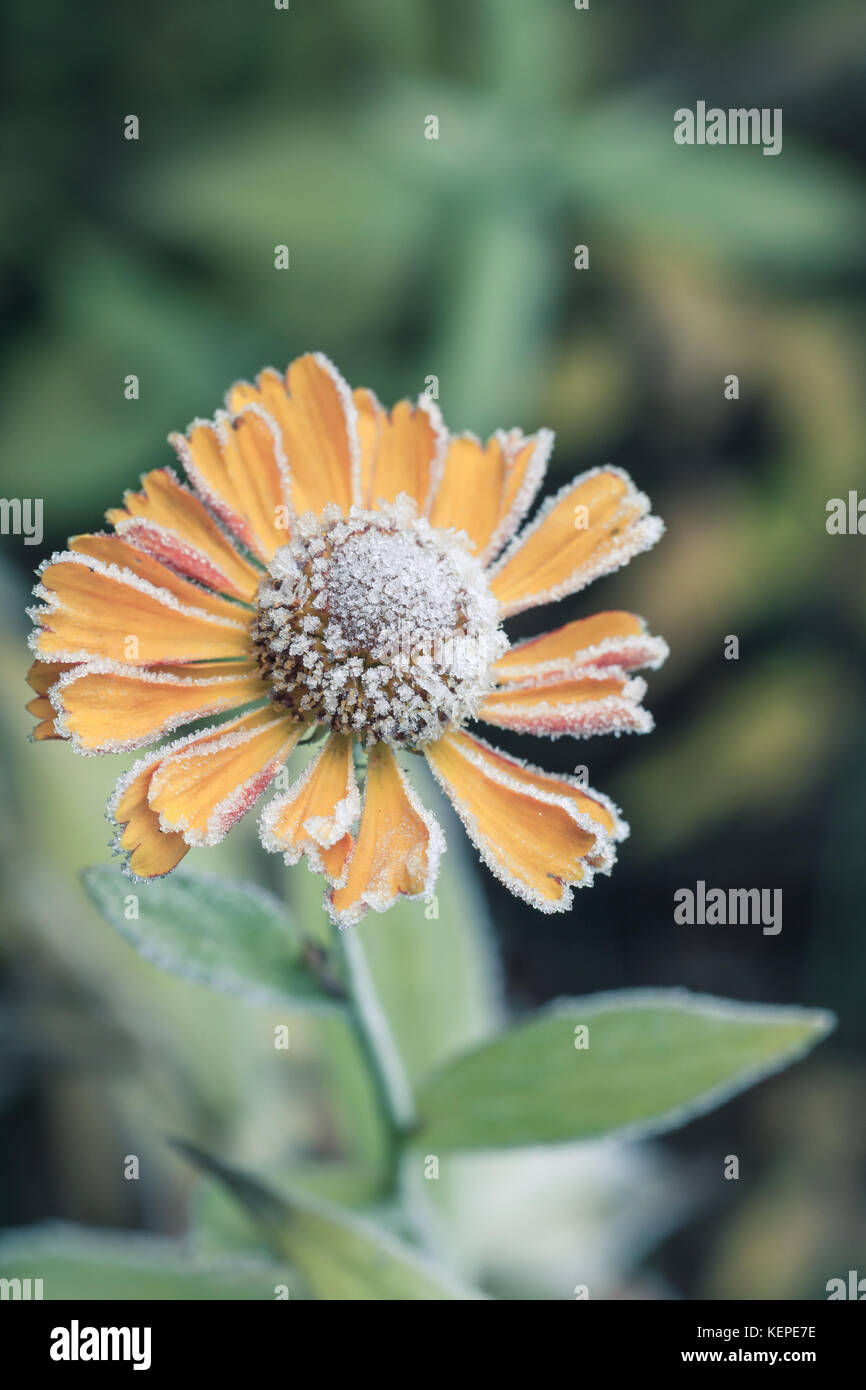 Helenium flower frost winter hi-res stock photography and images - Alamy
