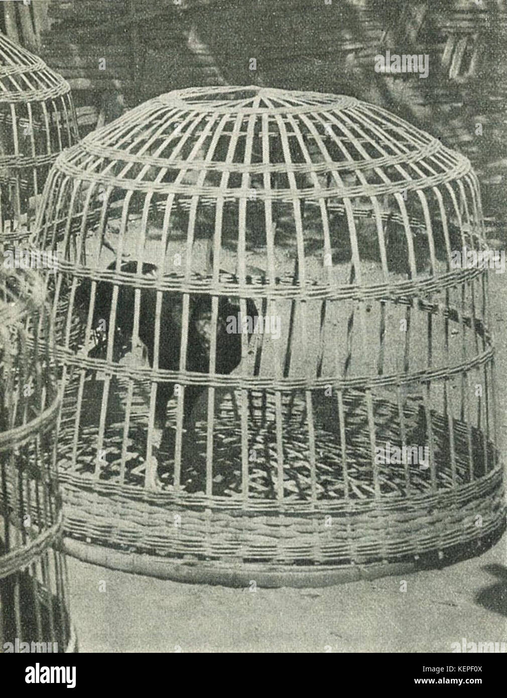 Fighting cock, Bali The Isle of the Gods, p86 Stock Photo - Alamy