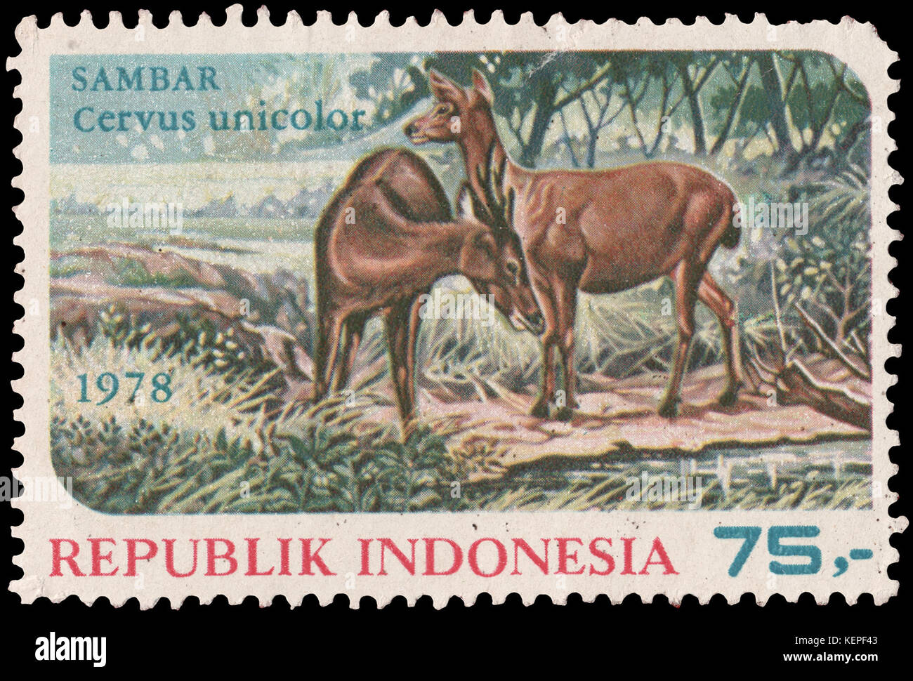 Cervus unicolor, 75rb (1978 Stock Photo - Alamy