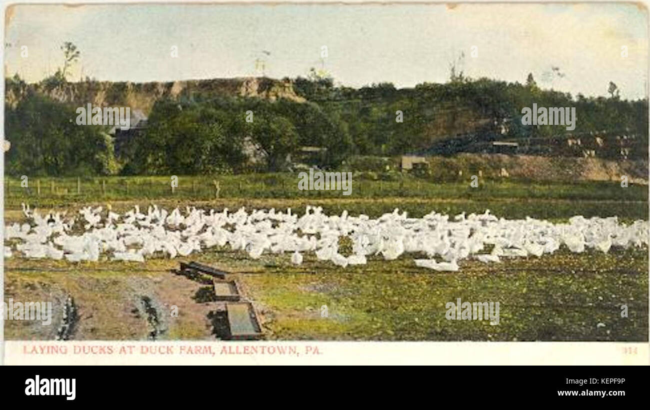 1912 Duck Farm Stock Photo - Alamy