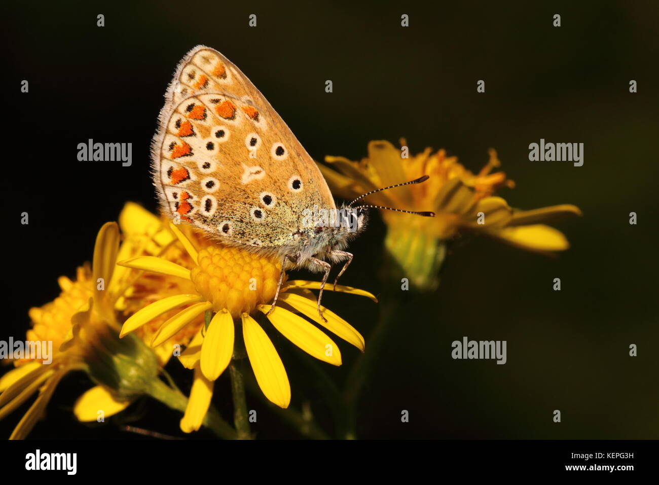 Female Common Blue butterfly Stock Photo - Alamy