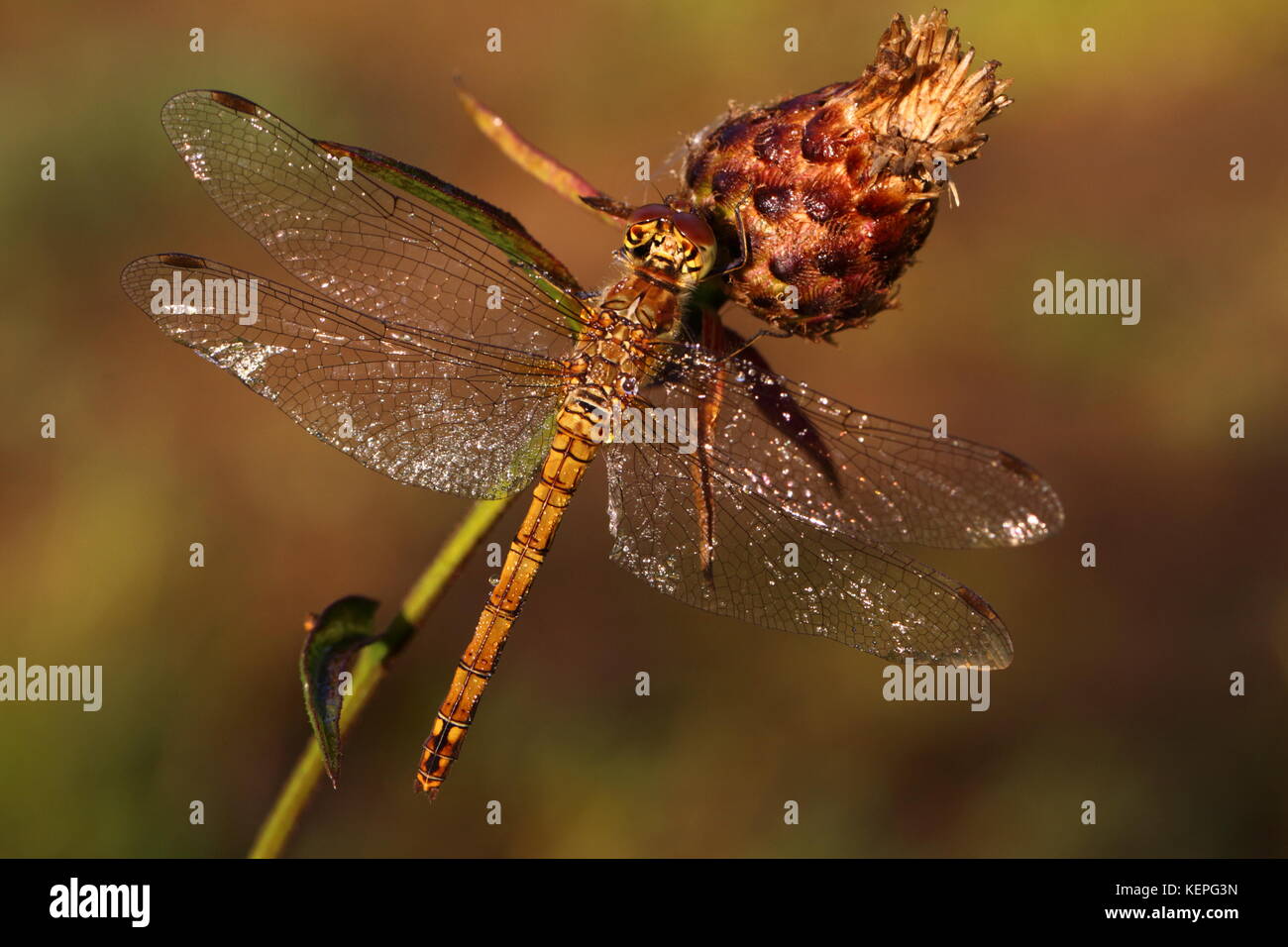 Female Common Darter dragonfly Stock Photo - Alamy