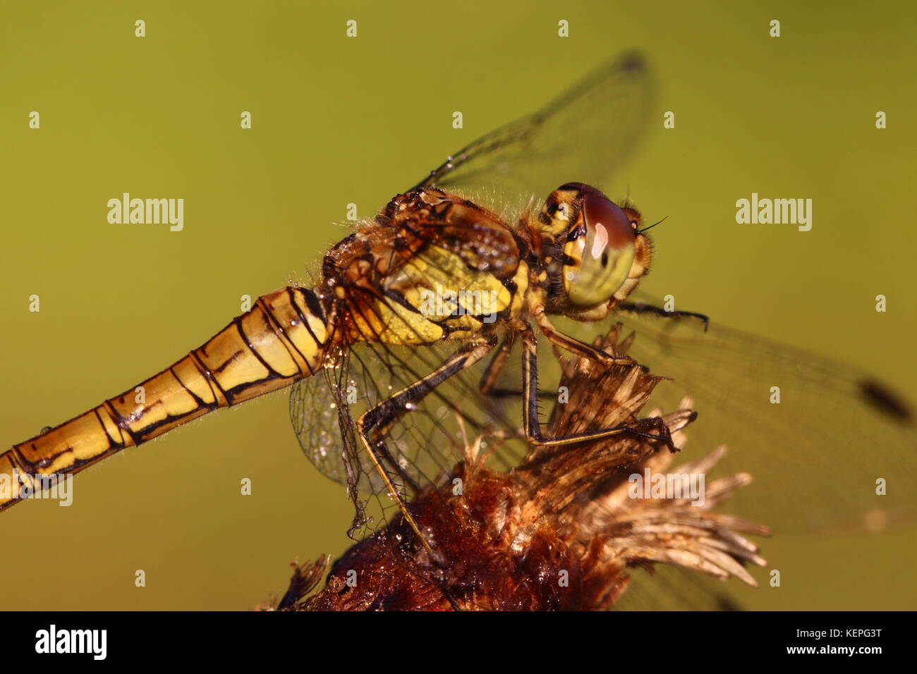Female Common Darter dragonfly Stock Photo - Alamy