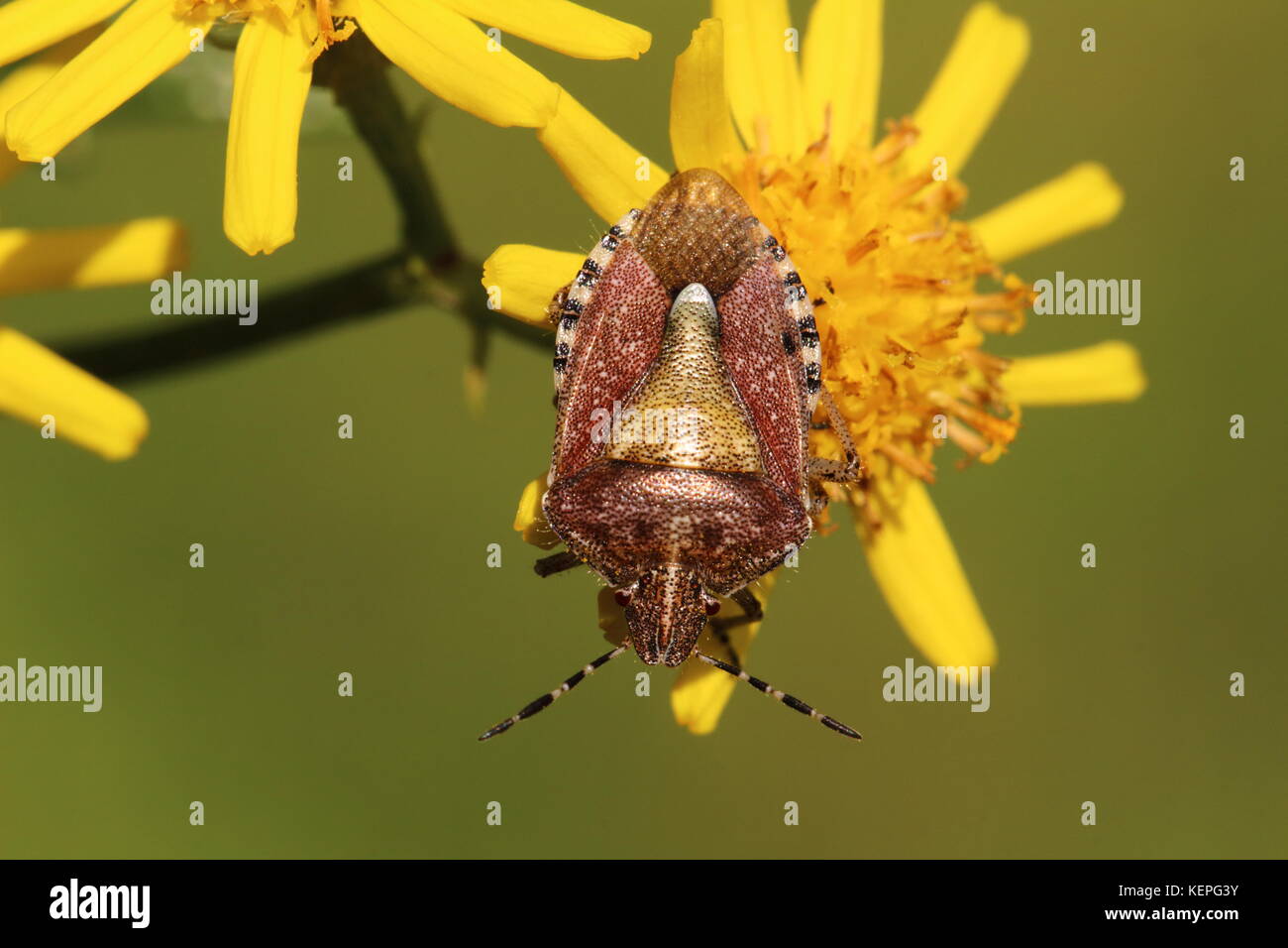 Hairy Shieldbug (Sloe Bug Stock Photo - Alamy