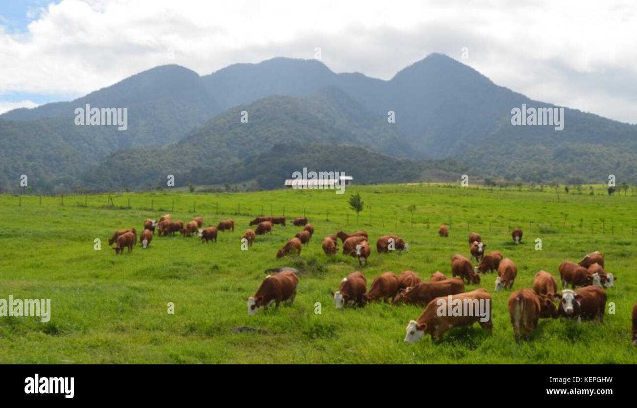 Rata illustration hi-res stock photography and images - Alamy