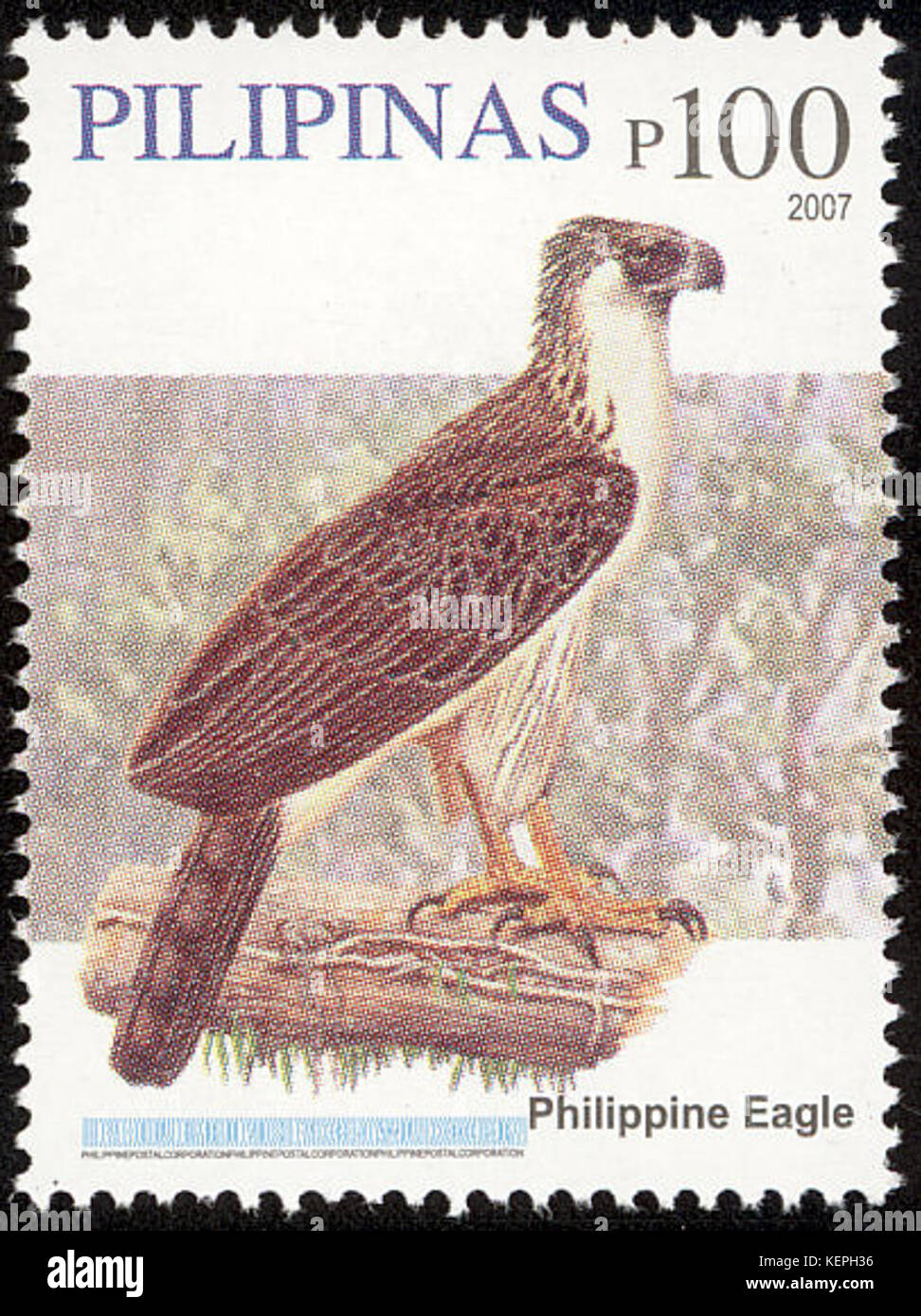 Philippine eagle pithecophaga jefferyi hi-res stock photography and ...