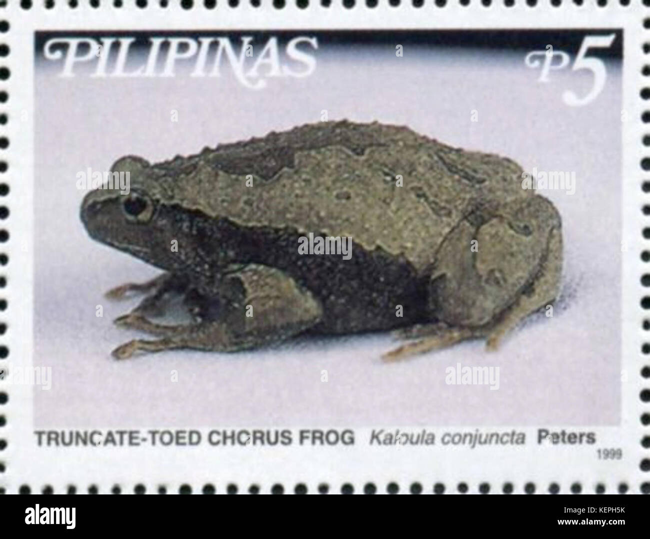 Kaloula conjuncta 1999 stamp of the Philippines Stock Photo - Alamy