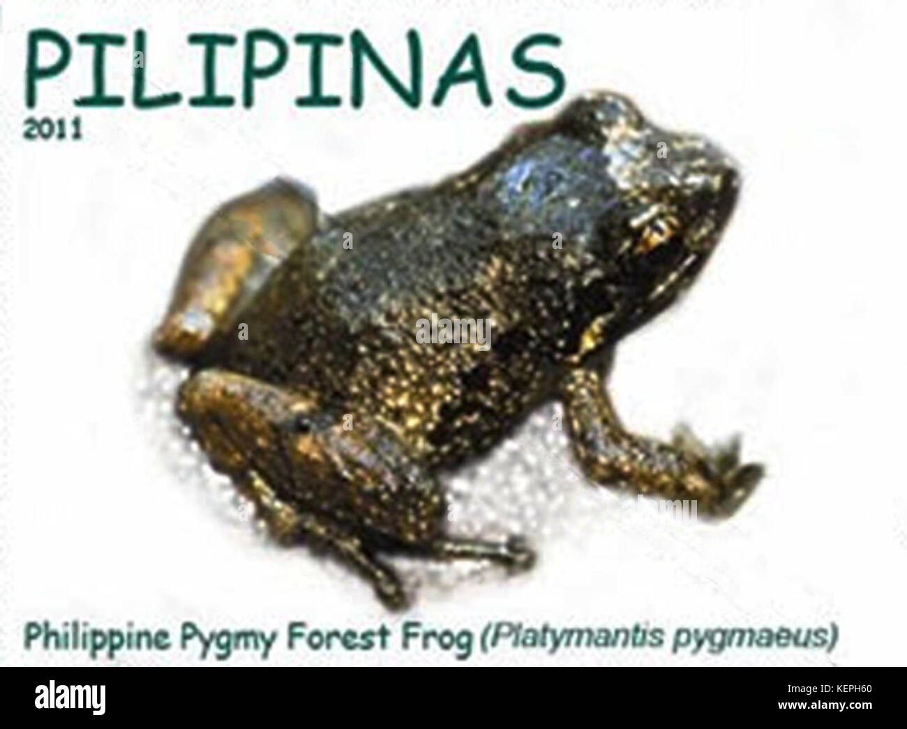 Platymantis hi-res stock photography and images - Alamy