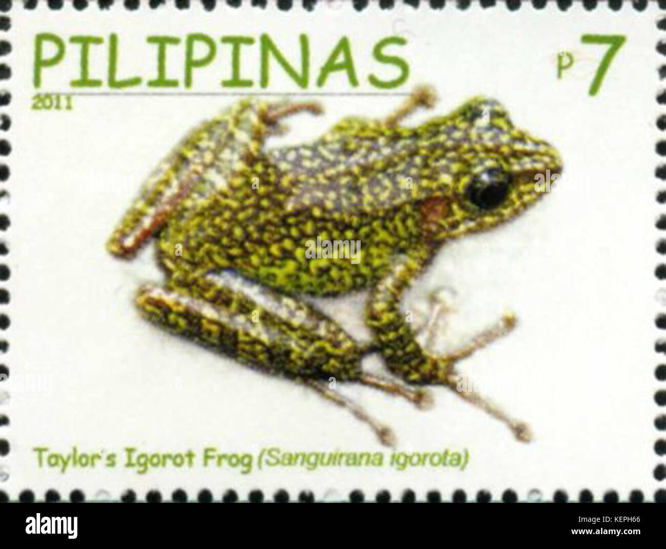 Hylarana igorota 2011 stamp of the Philippines Stock Photo - Alamy