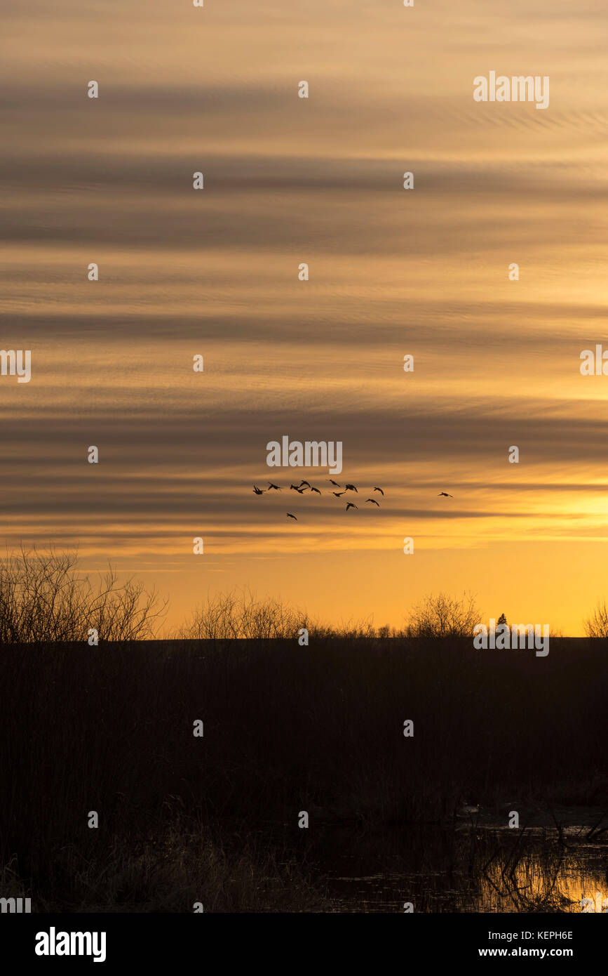 Flock of geese at sunset Stock Photo - Alamy