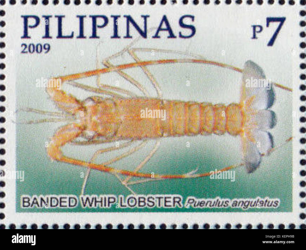 Puerulus angulatus 2009 stamp of the Philippines Stock Photo - Alamy