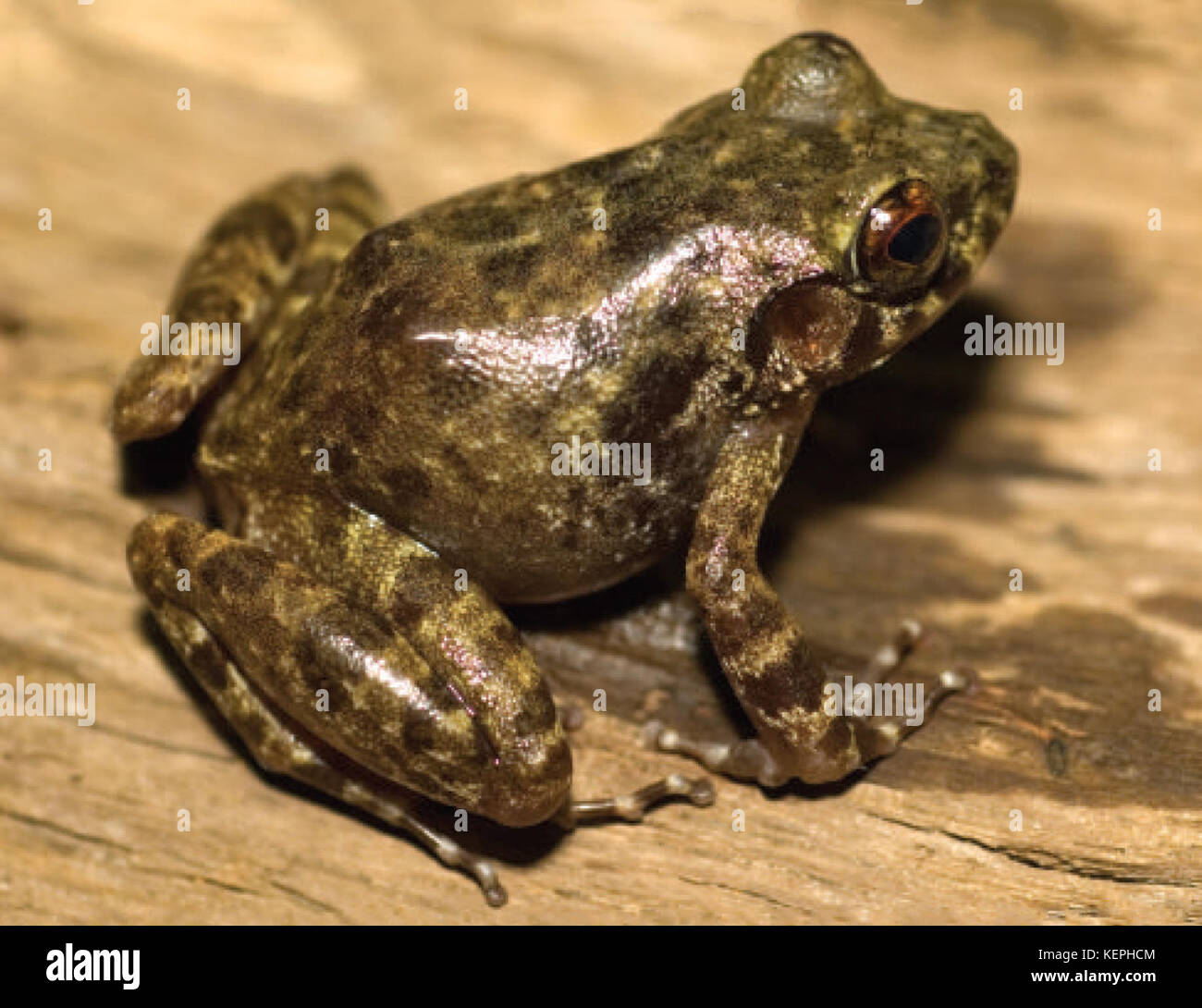 Platymantis hi-res stock photography and images - Alamy