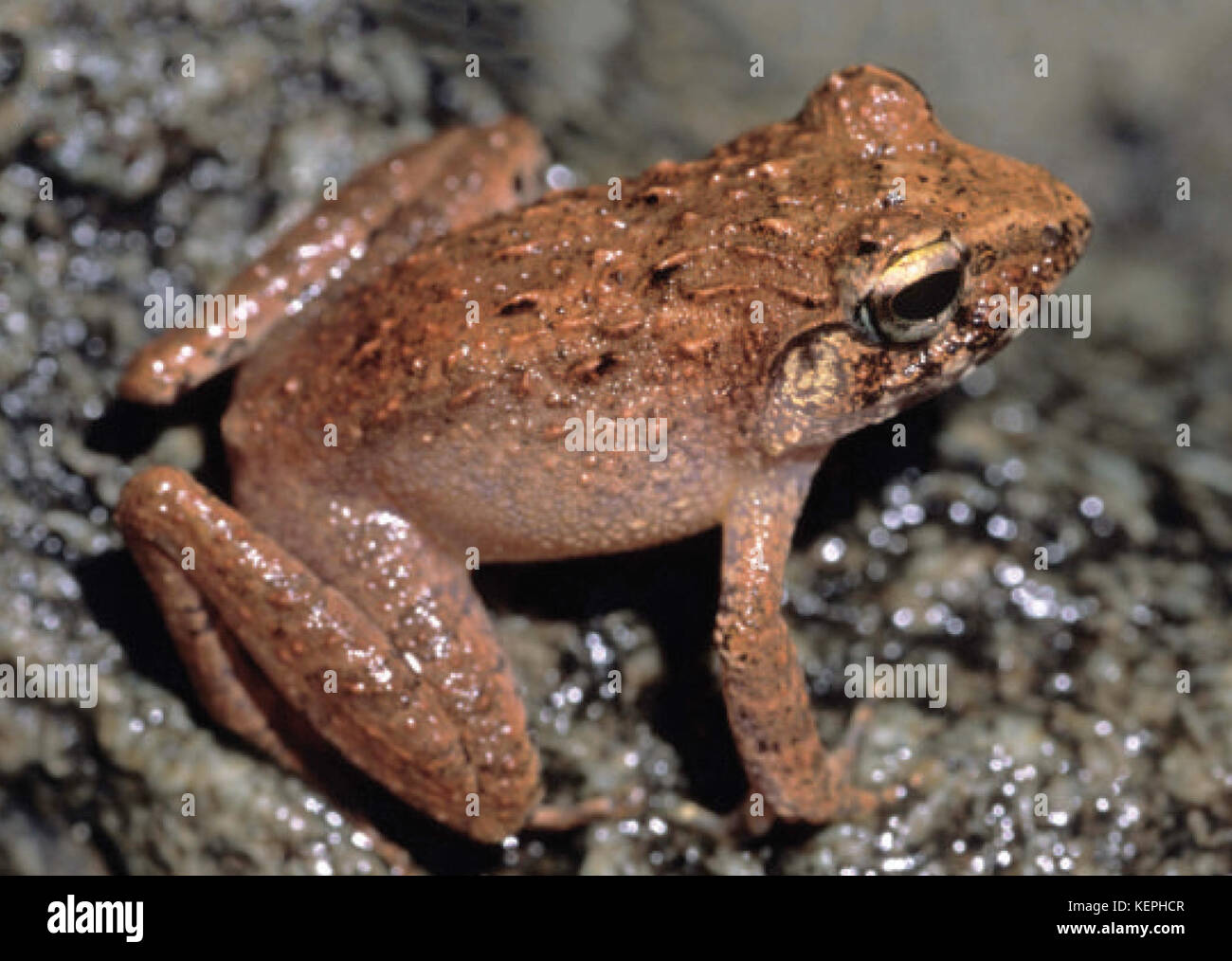 Platymantis hi-res stock photography and images - Alamy